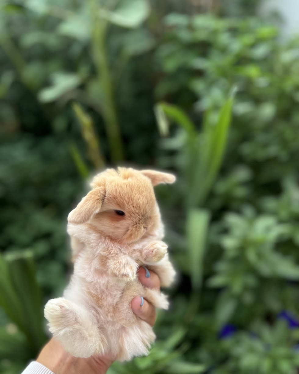 Holland Lop Bunnies for Sale | Denver, CO | Rabbitry
