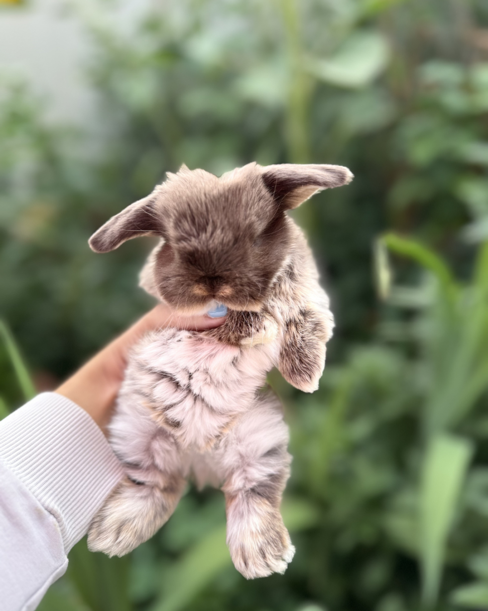 Holland Lop Bunnies for Sale | Denver, CO | Rabbitry