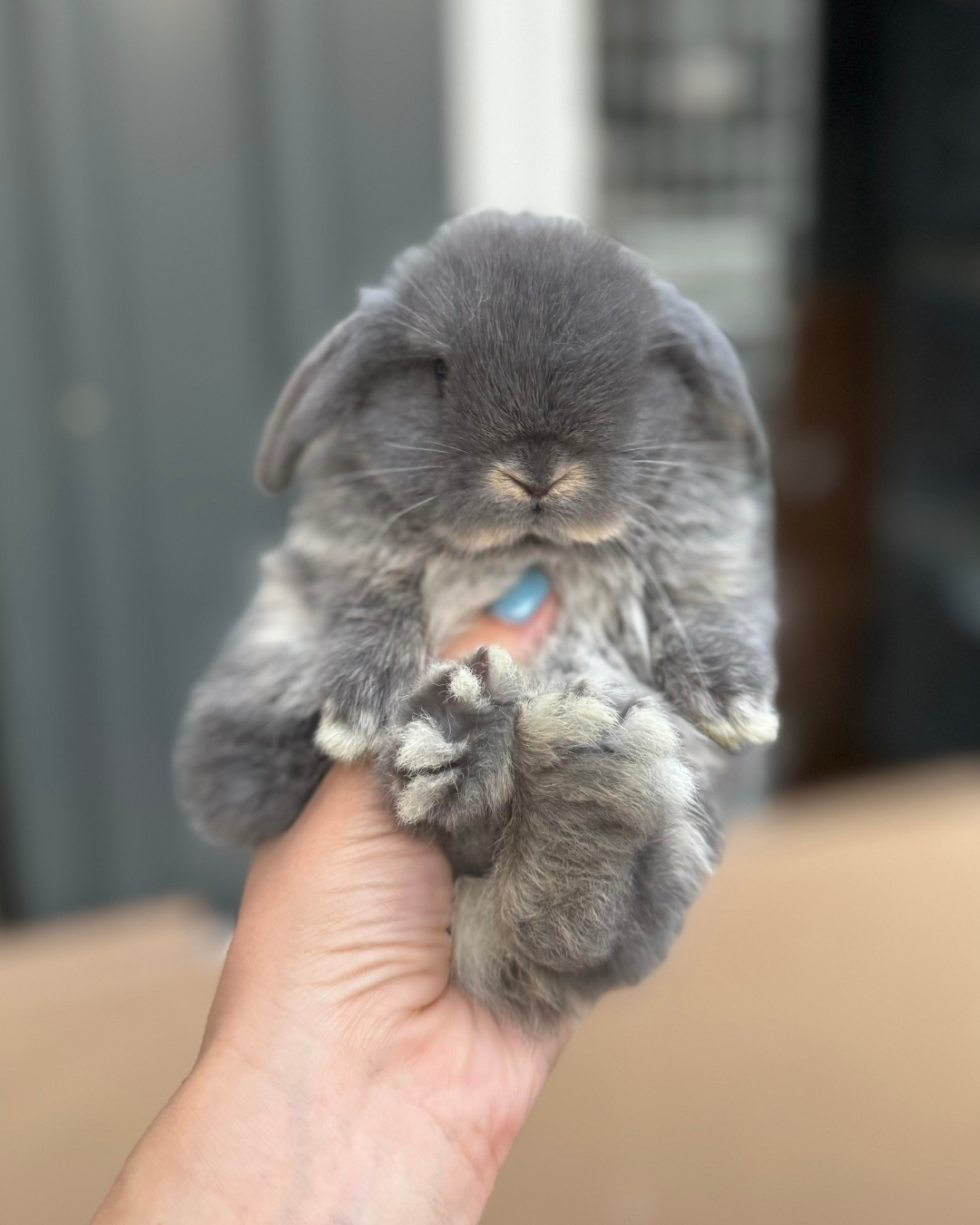 Holland Lop Bunnies for Sale | Denver, CO | Rabbitry